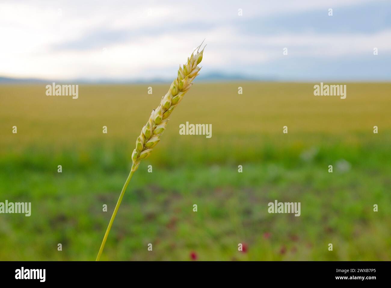 China wheat grain hi-res stock photography and images - Alamy