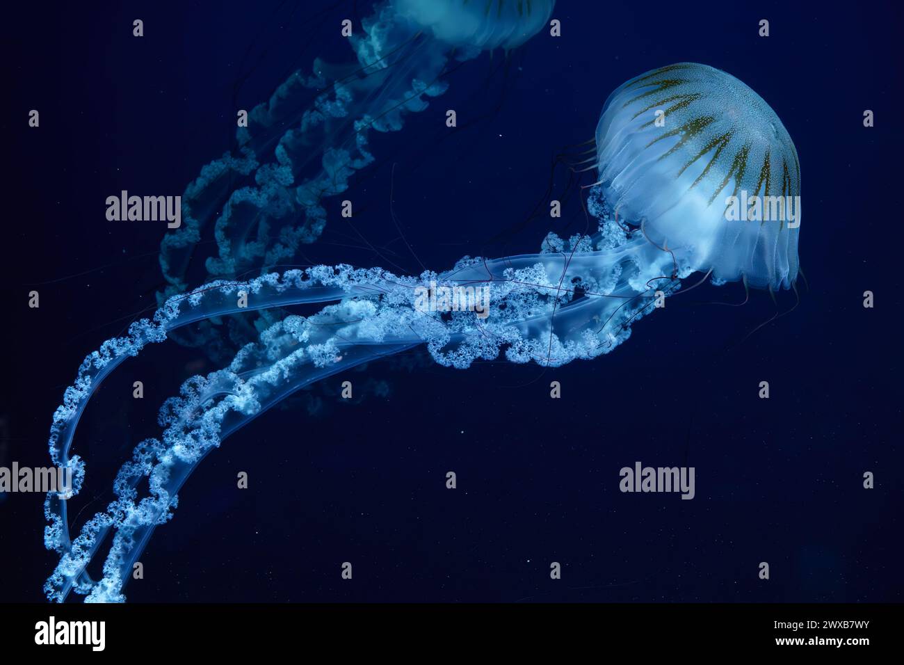 Jellifish South american sea nettle, Chrysaora plocamia swimming in ...