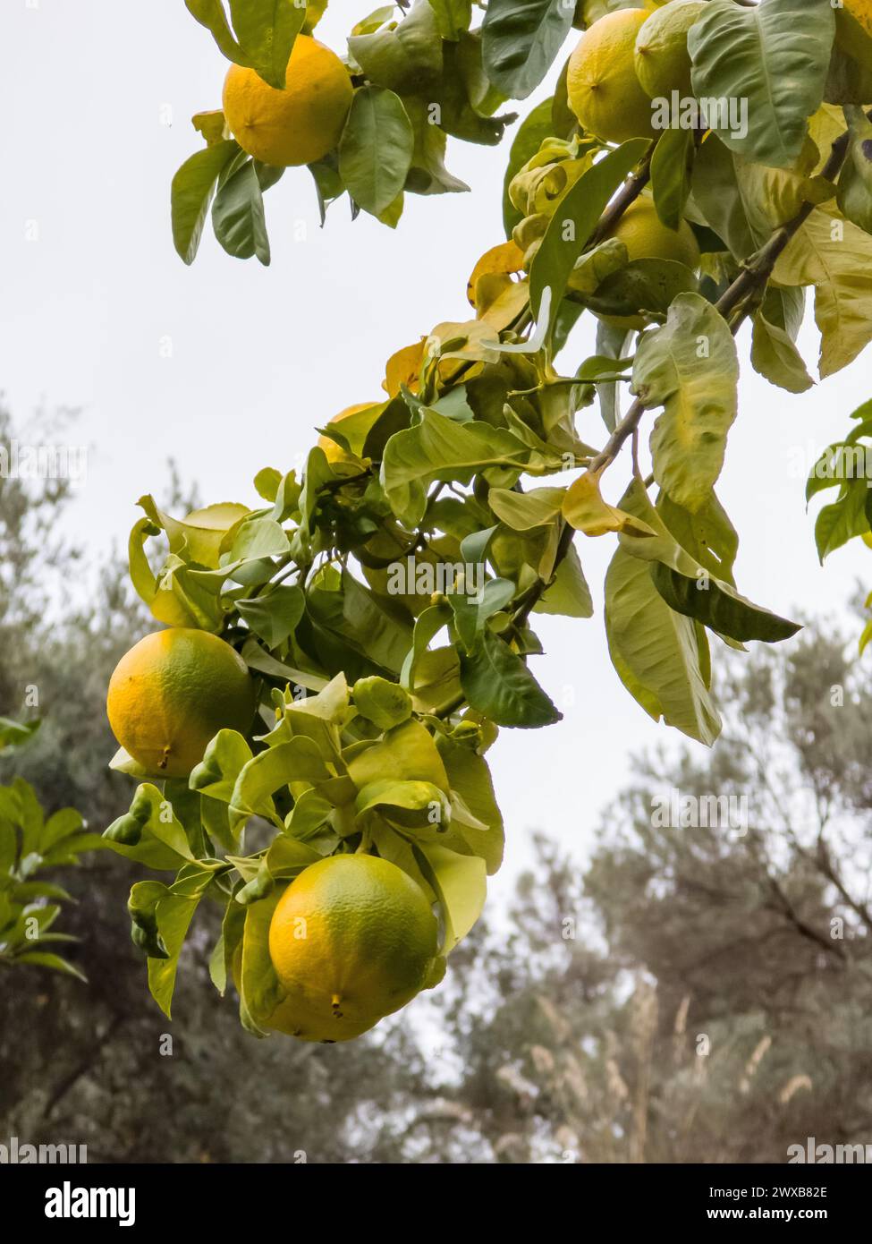 Tree with fresh bergamot fruit Stock Photo - Alamy