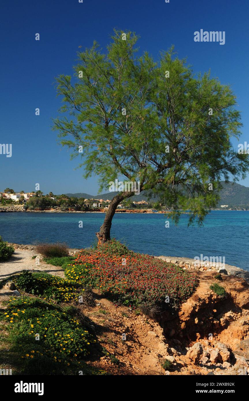 Lone Pine On The Shore In Cala Bona Mallorca On A Wonderful Sunny ...