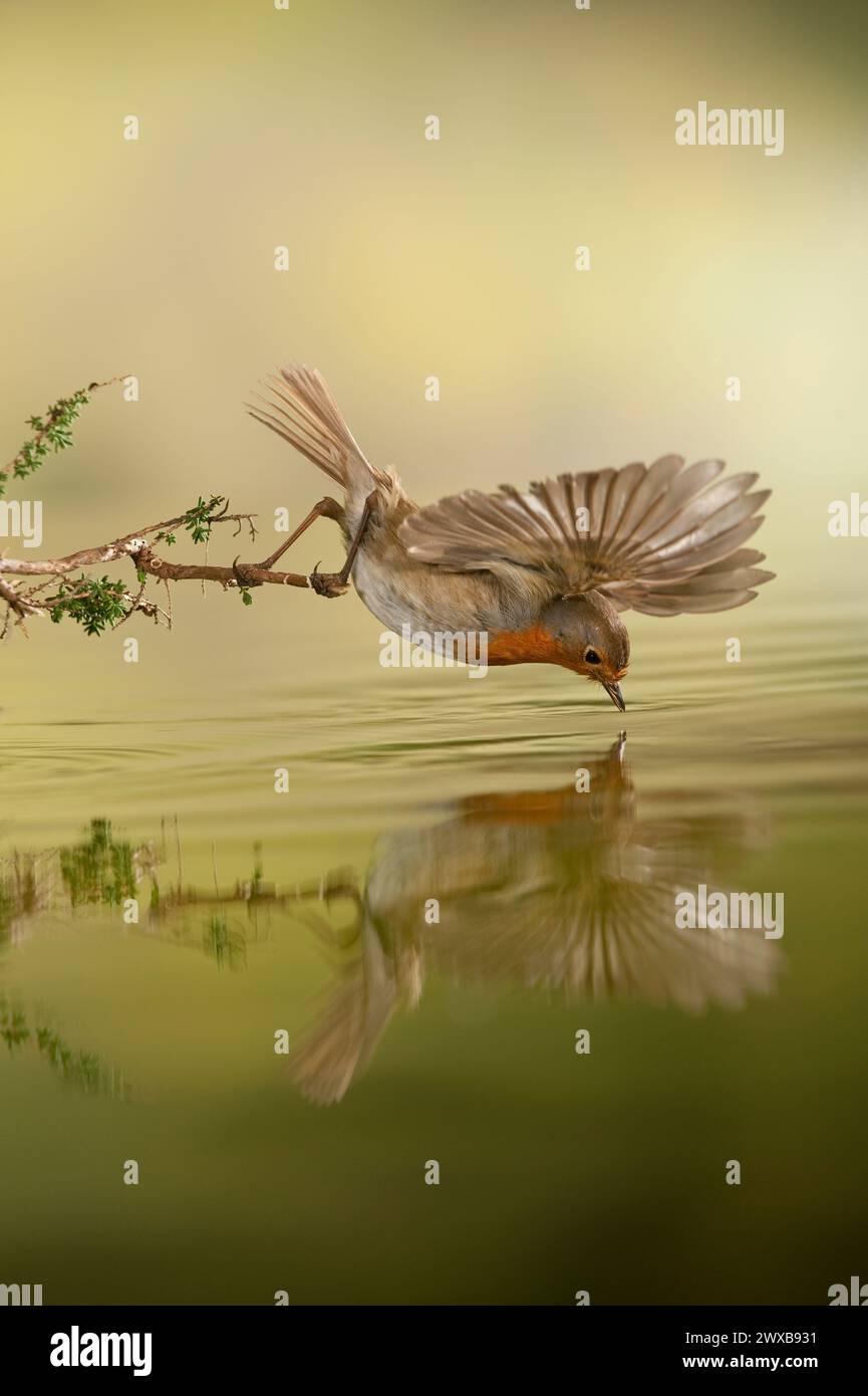 European Robin male (Erithacus rubecula) pond reflex, Alicante, Spain ...
