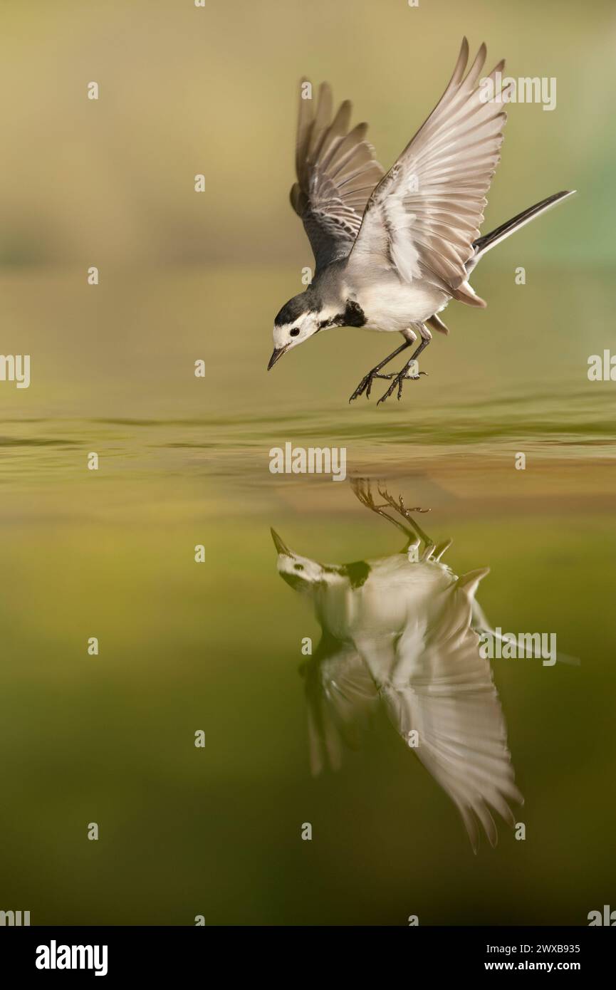 Beautiful white wagtail bird hi-res stock photography and images - Alamy