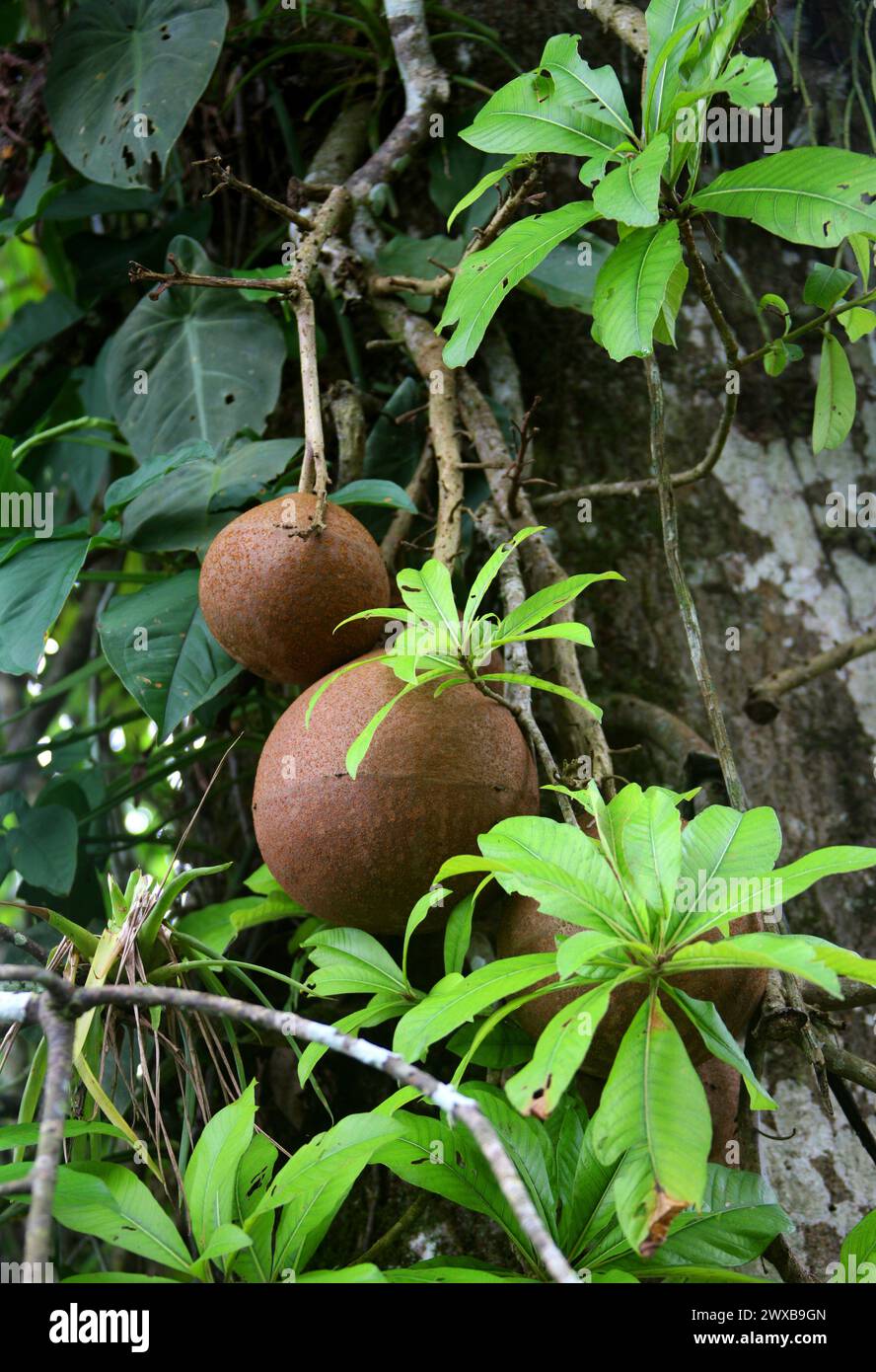 Cannon Ball Tree, Couroupita guianensis, Lecythidaceae. Costa Rica ...