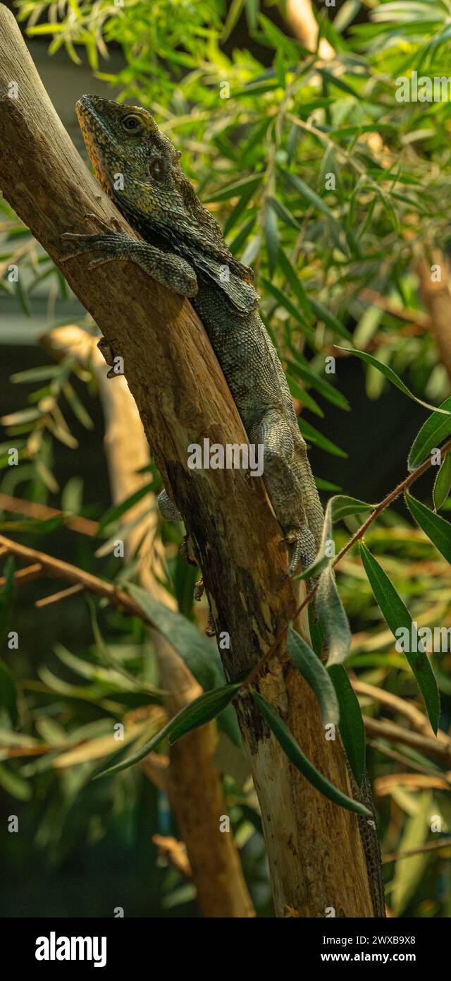 Frilled neck lizard (Chlamydosaurus kingii) on a tree branch Stock ...