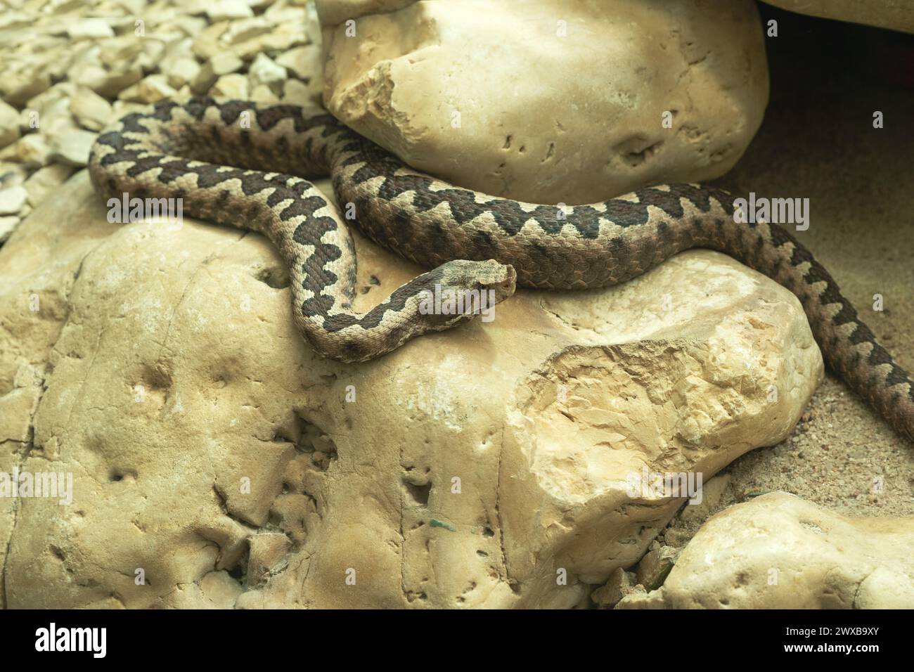 Horned Viper, Long-nosed Viper or Common Sand Adder (Vipera ammodytes ...