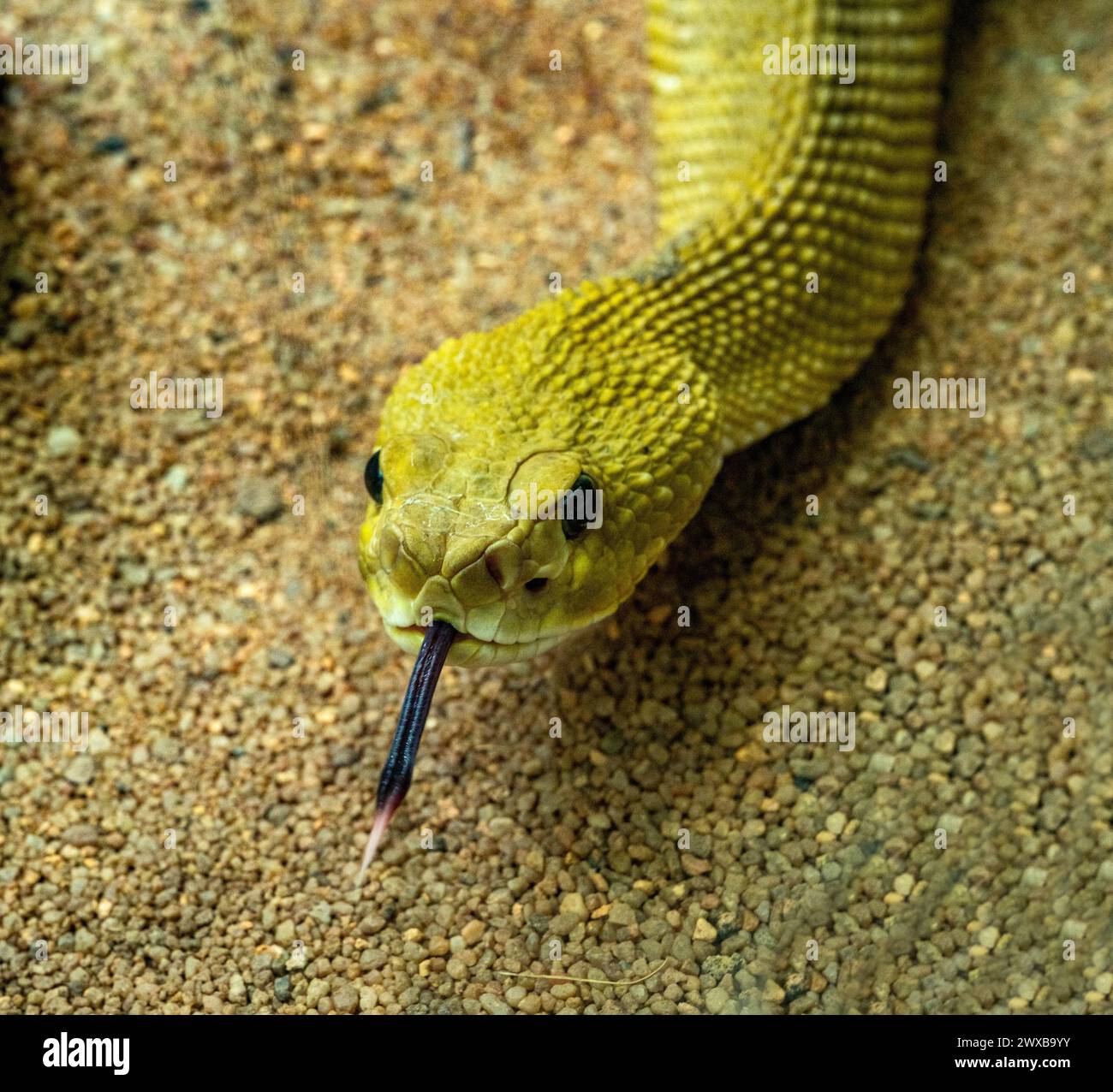 Mexican West Coast Rattlesnake or Mexican Green Rattler (Crotalus ...