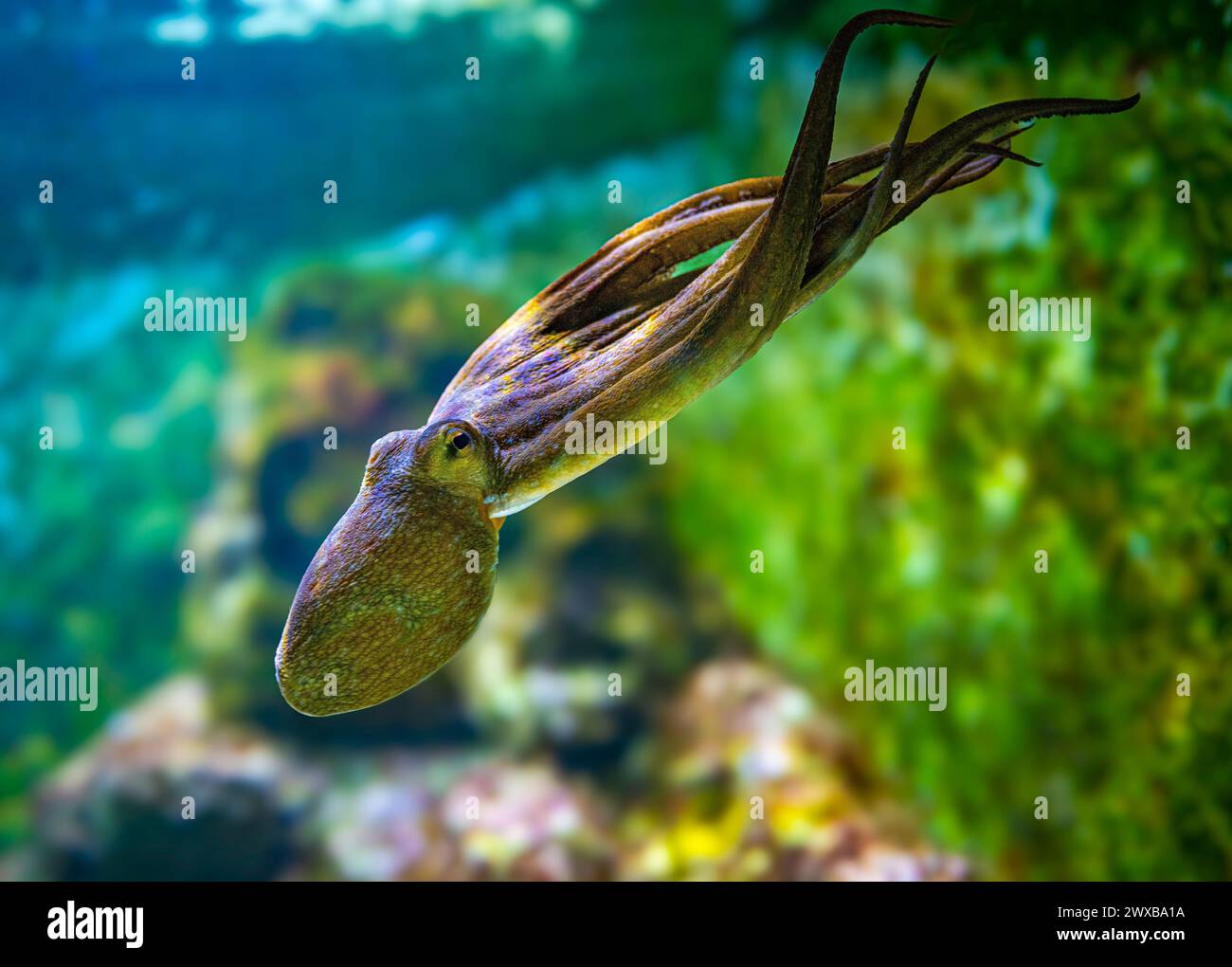 Octopus swimming ocean hi-res stock photography and images - Alamy