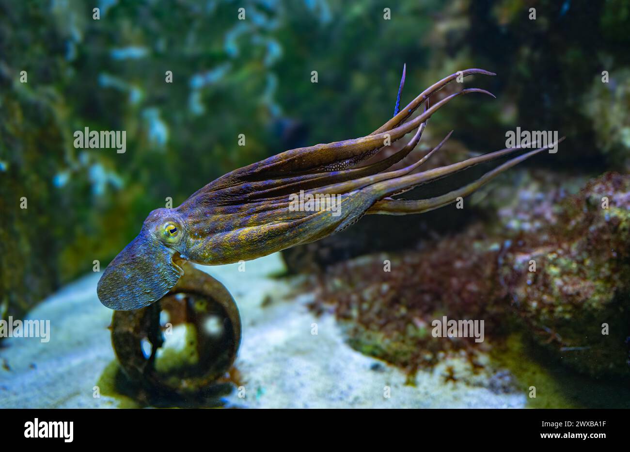 Common octopus (Octopus vulgaris) swimming Stock Photo - Alamy