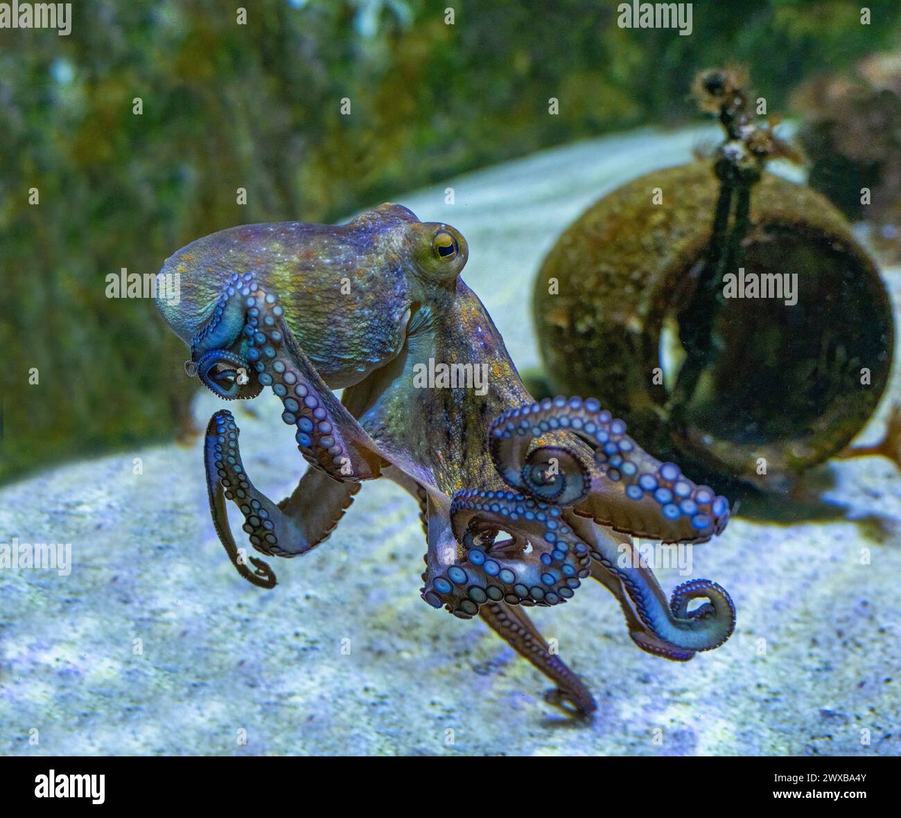 Common octopus (Octopus vulgaris) swimming Stock Photo - Alamy