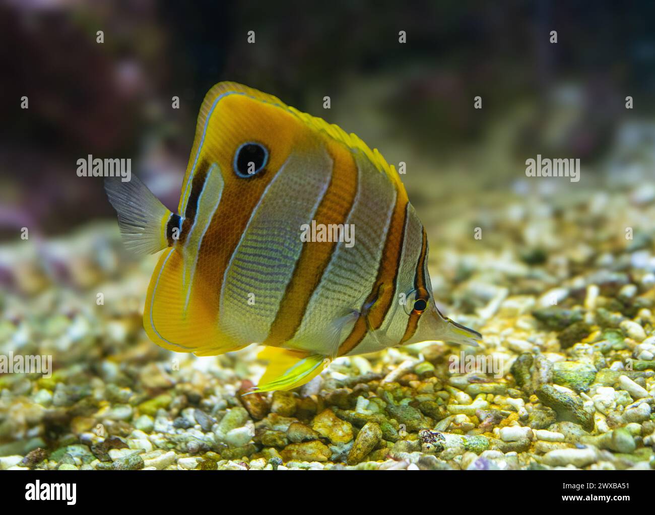 Mimaropa hi-res stock photography and images - Alamy