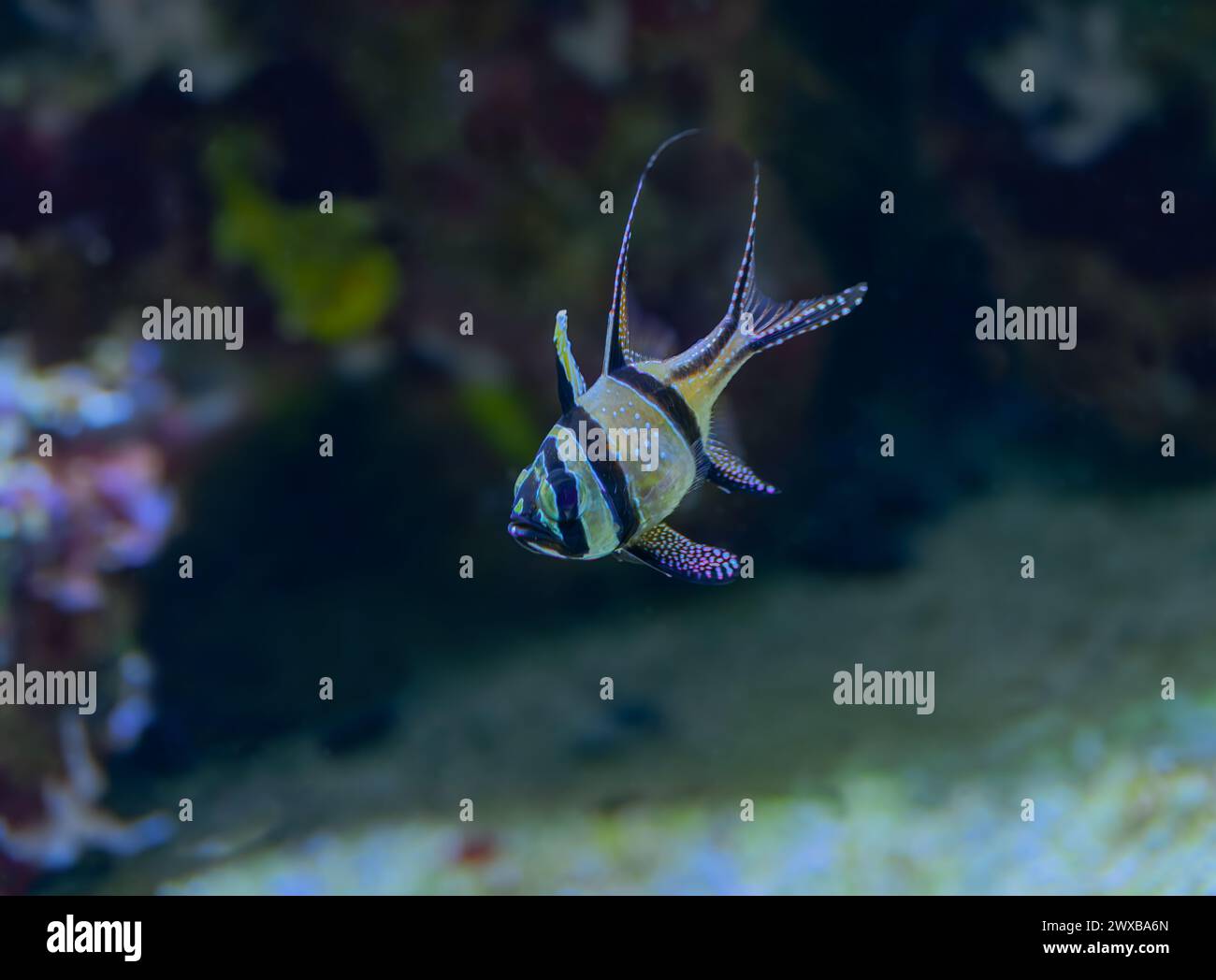 Banggai Cardinalfish Pterapogon kauderni adult Stock Photo - Alamy