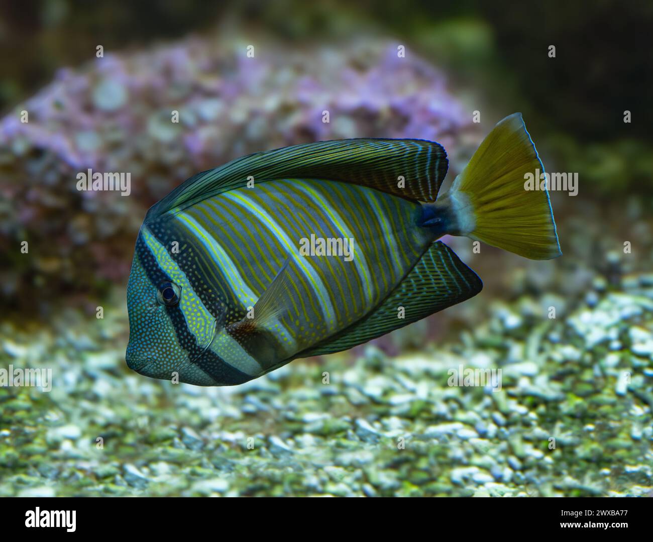 Desjardin´s Sailfin Tang Zebrasoma desjardinii, swimming Stock Photo ...