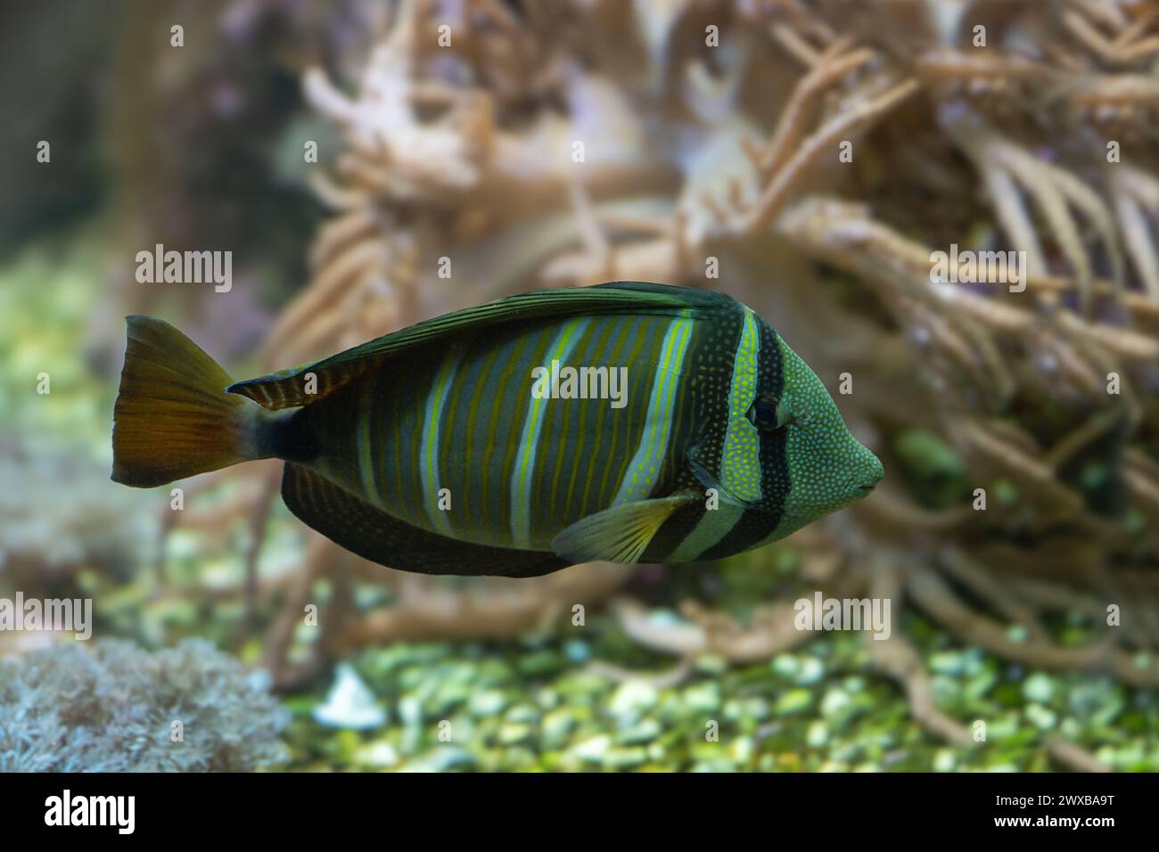 Indian sail fin tang hi-res stock photography and images - Alamy