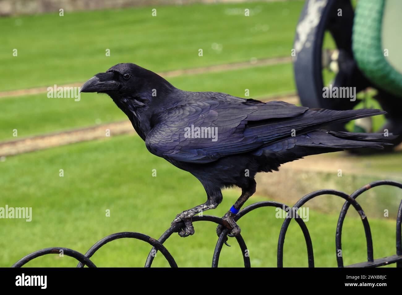 Big crow hi-res stock photography and images - Alamy