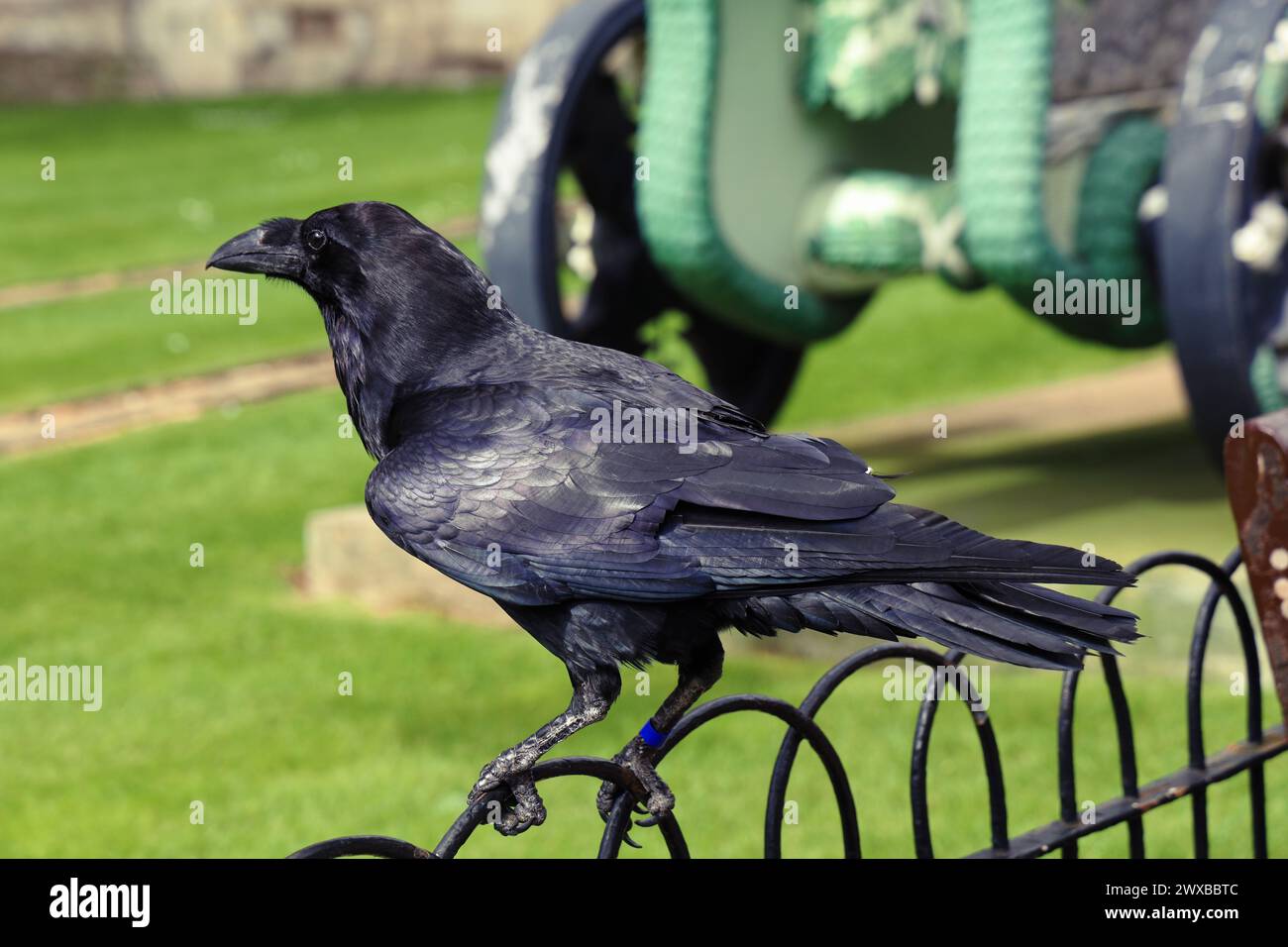 london tower crow Stock Photo - Alamy