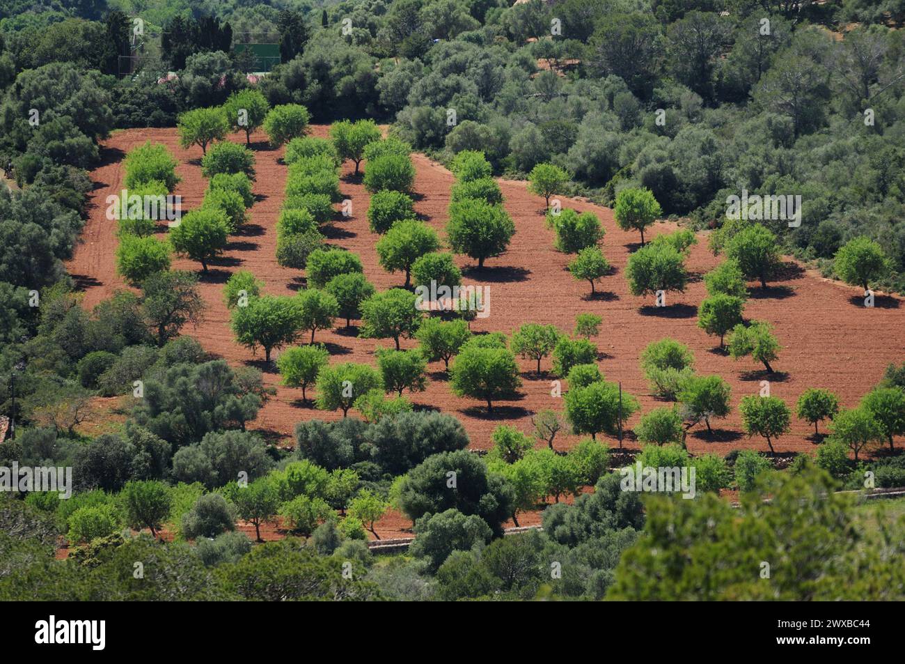 View From The Chapel Santuari De La Consolacio To A Group Of Almond ...