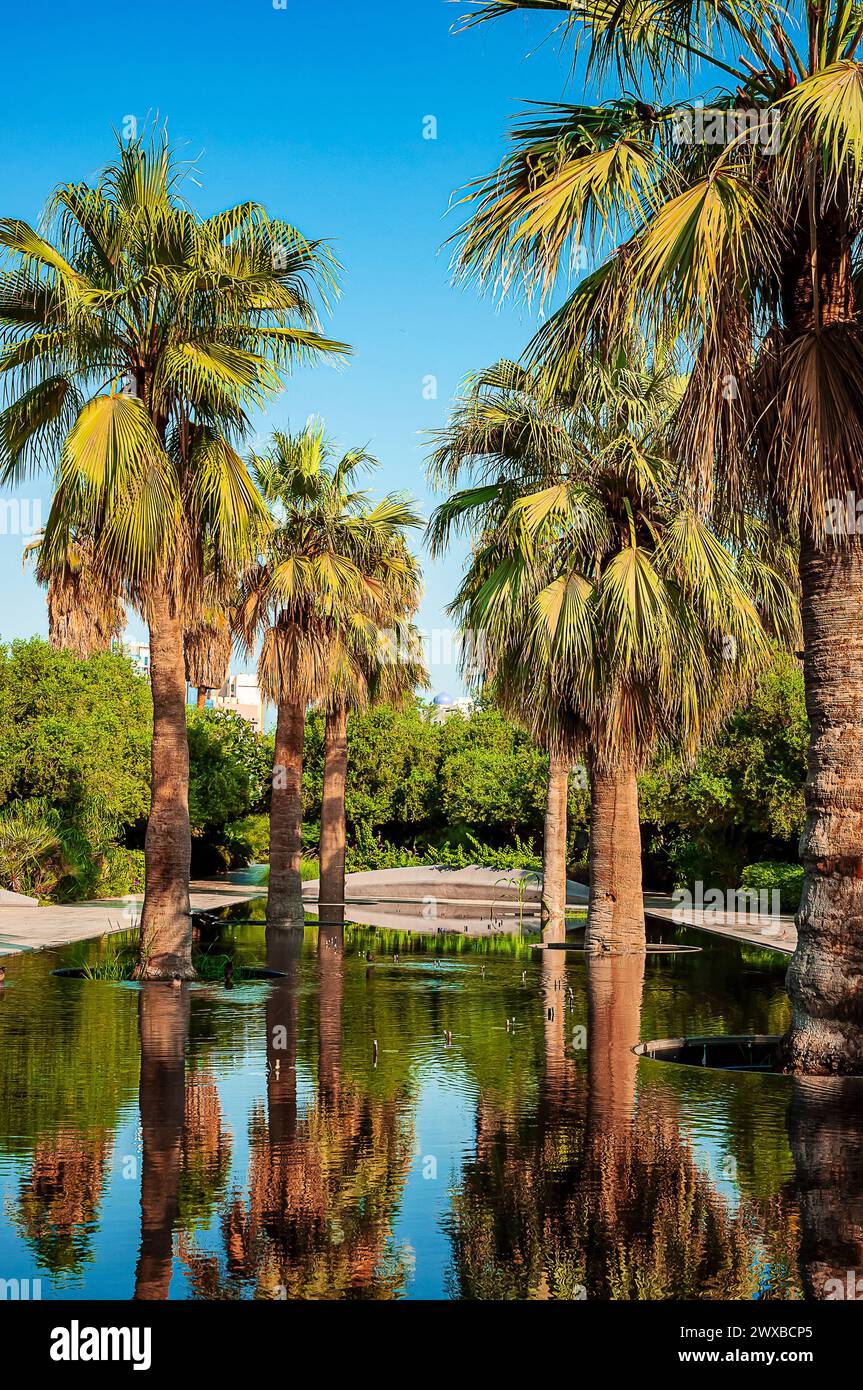 beautiful tropical palm trees in an urban park of Kuwait City Stock ...