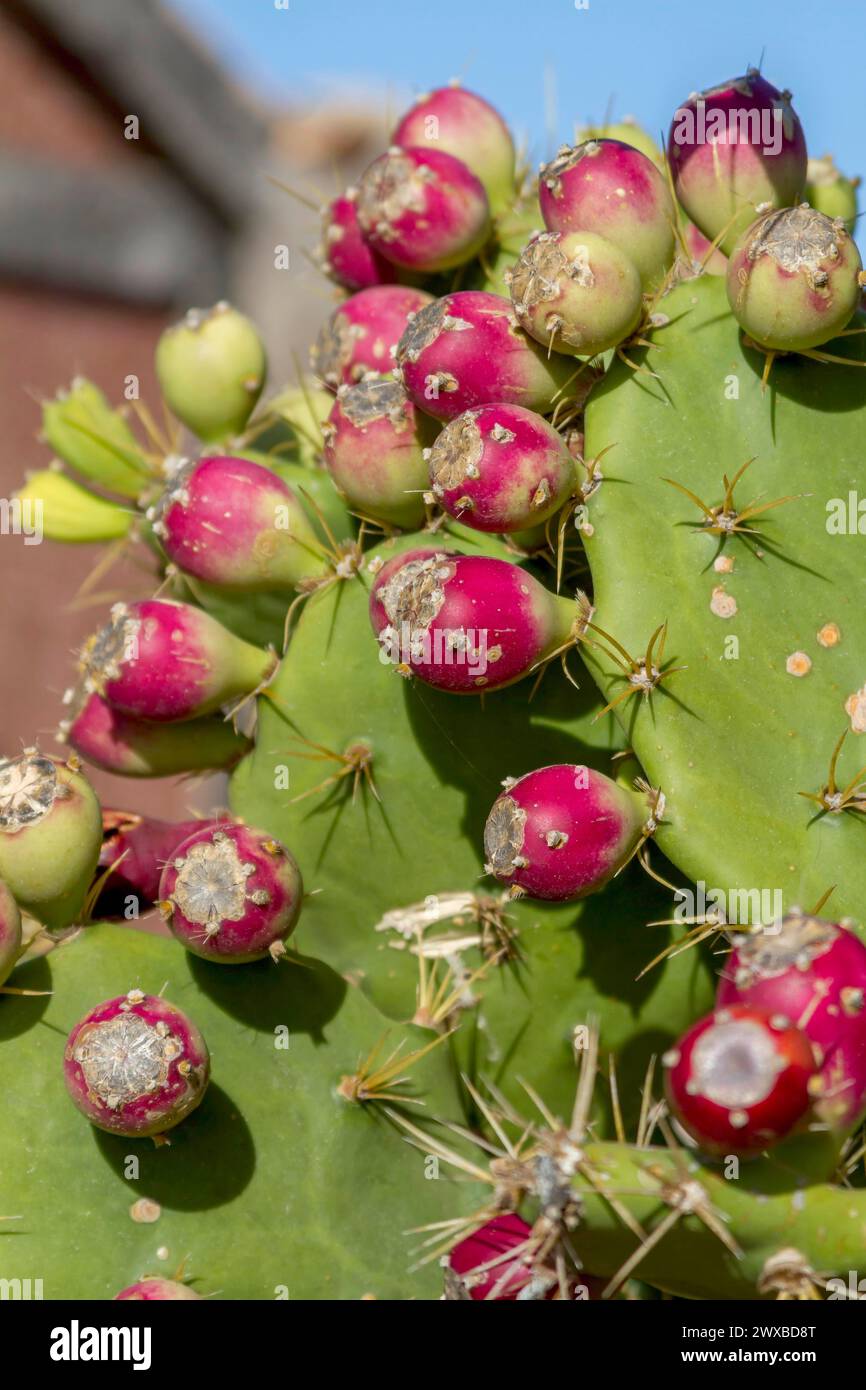 Cactus pear (Opuntia ficus-indica), Fuerteventura, Canary Island, Spain ...