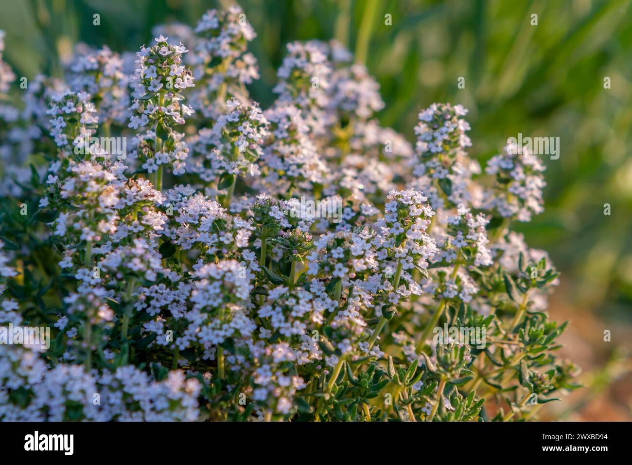 Flowering thyme, Tuscany, Italy Stock Photo - Alamy