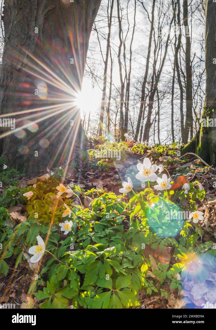 Rays of sunshine fall through the trees, wood anemones (Anemonoides ...