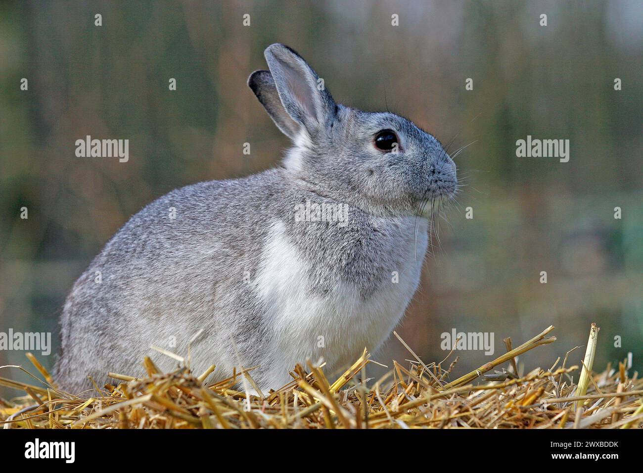 Domestic rabbit (Oryctolagus cuniculus Stock Photo - Alamy