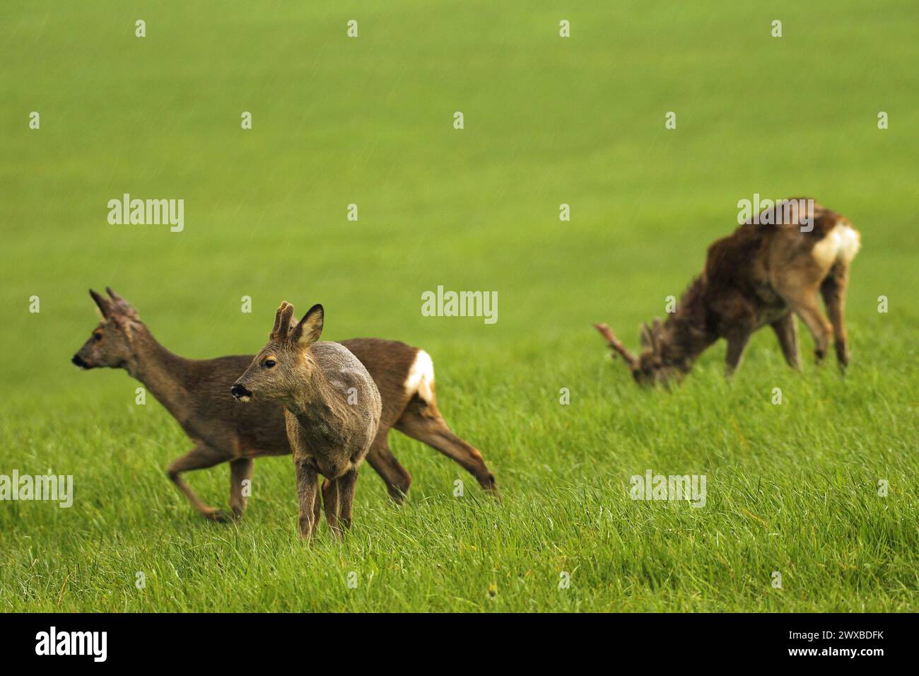 Short horns hi-res stock photography and images - Alamy