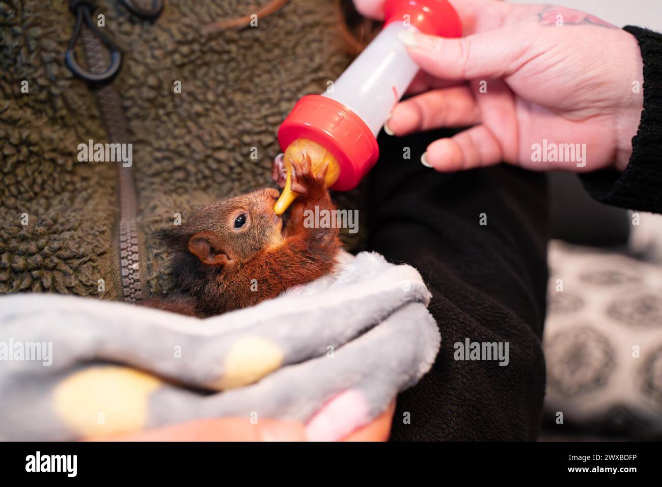 Eurasian red squirrel (Sciurus vulgaris), practical animal welfare ...
