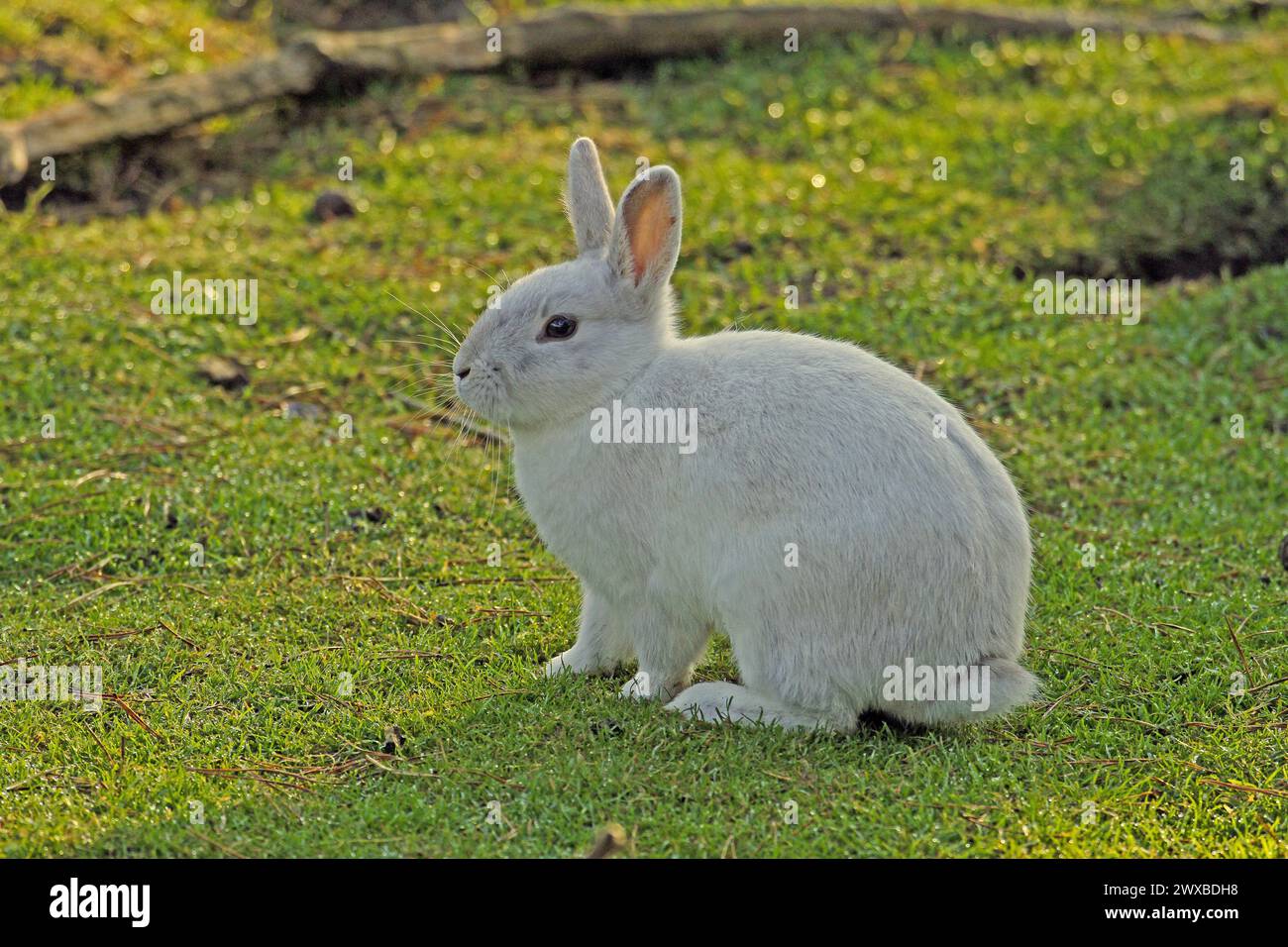 Domestic bunny rabbit hi-res stock photography and images - Alamy