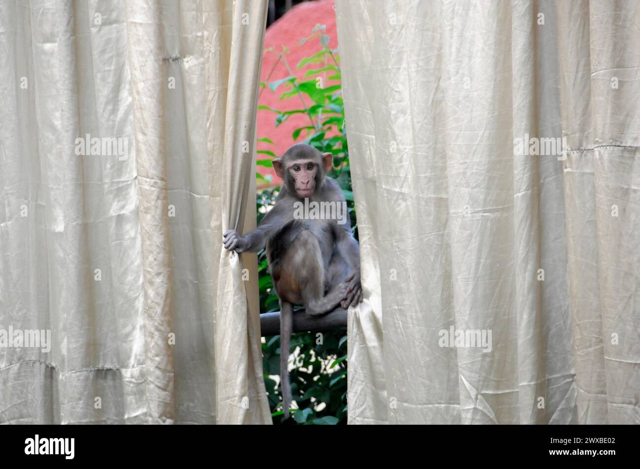 Monkey looks curiously between two grey curtains, moment of surprise ...