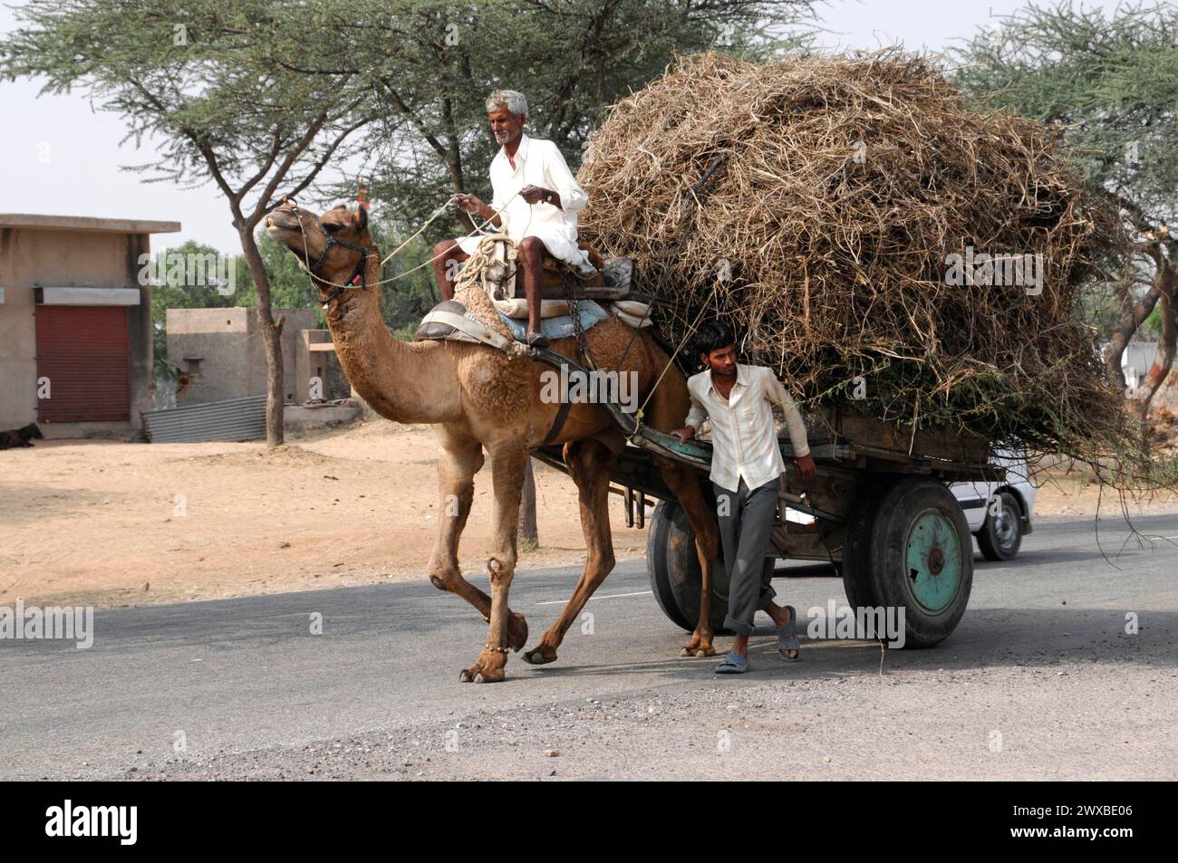 A man rides a camel cart loaded with hay on a village road, Rajasthan ...
