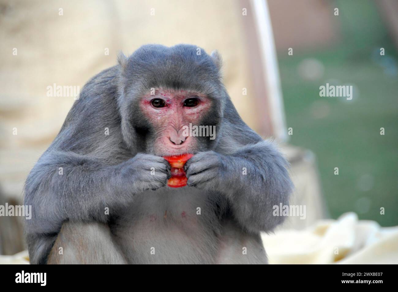 Calm monkey in close-up concentrating on feeding, light grey background, Rajasthan, North India ...