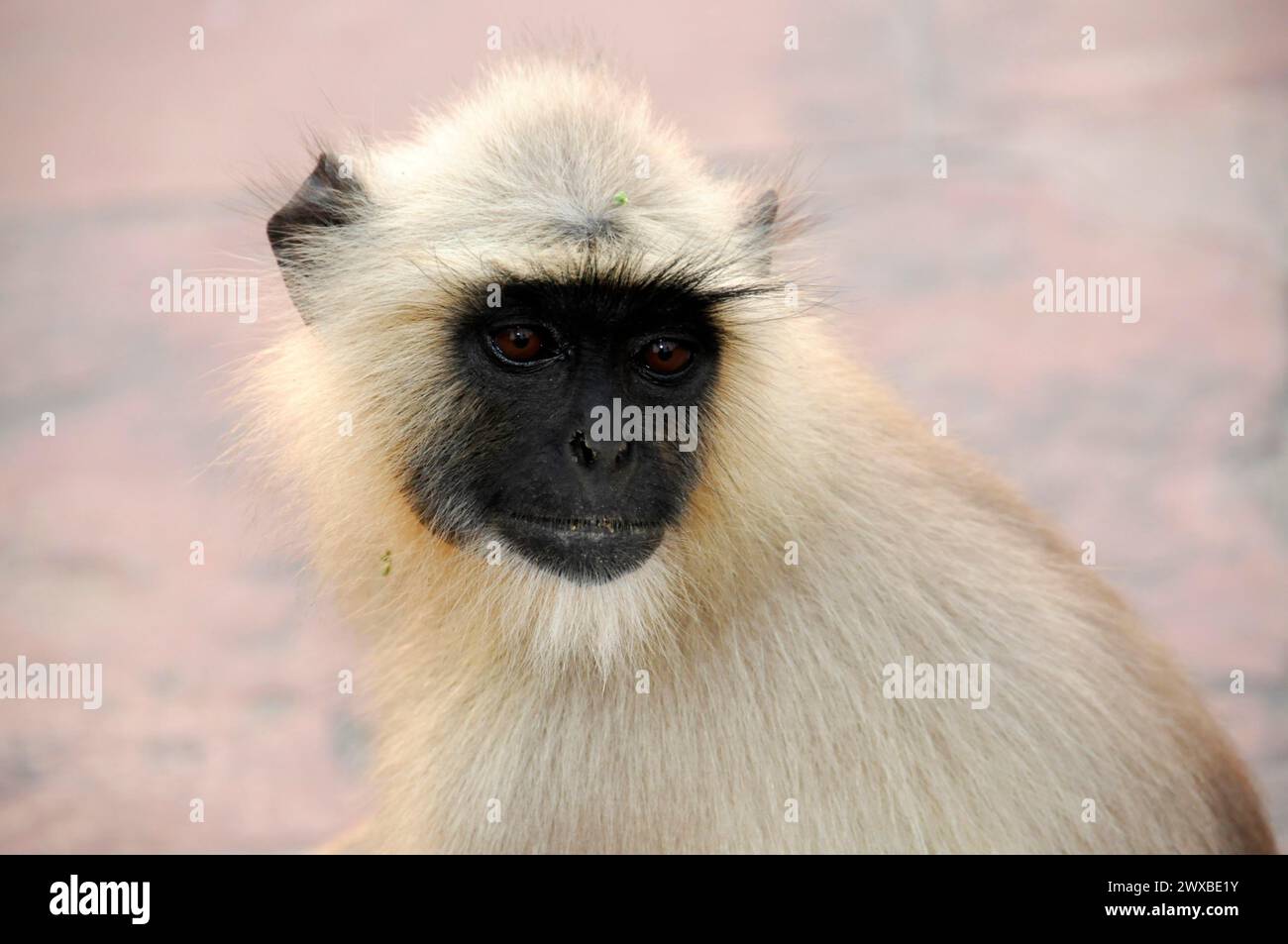 India primate hi-res stock photography and images - Alamy