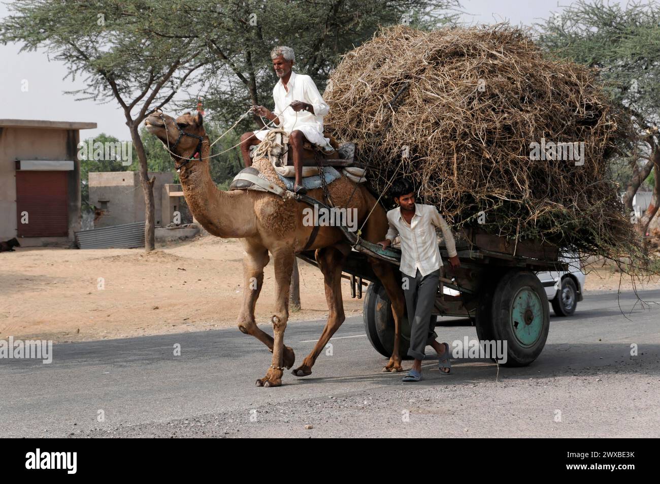 Men pushing a loaded camel cart on a road, Jaipur, Rajasthan, India ...