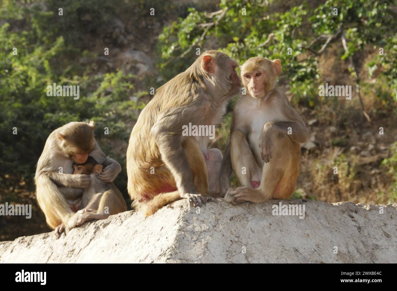 Rhesus macaques (Macaca mulatta) in the Galta Gorge, Three monkeys on a ... Rhesus macaques (Macaca mulatta) in the Galta Gorge, Three monkeys on a ...