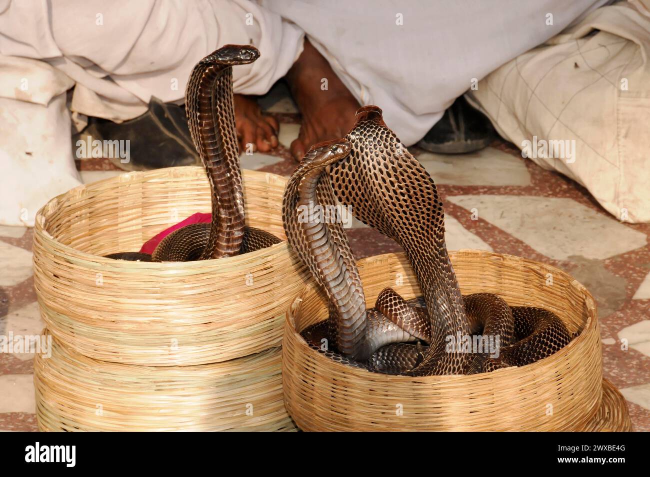 Two snake baskets hi-res stock photography and images - Alamy