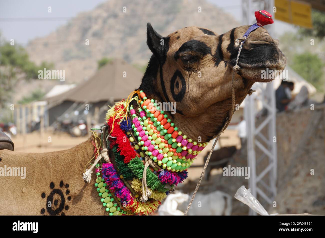 Camel market, fair, people, wedding market, animals, desert town ...