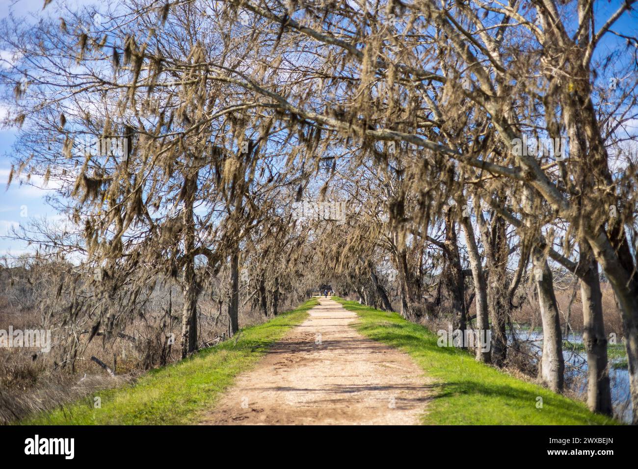 Brazos Bend State Park, Texas, in a beautiful sunny morning Stock Photo ...