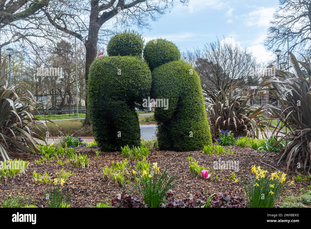 Topiary hedge - a couple, two people together - in the garden outside ...