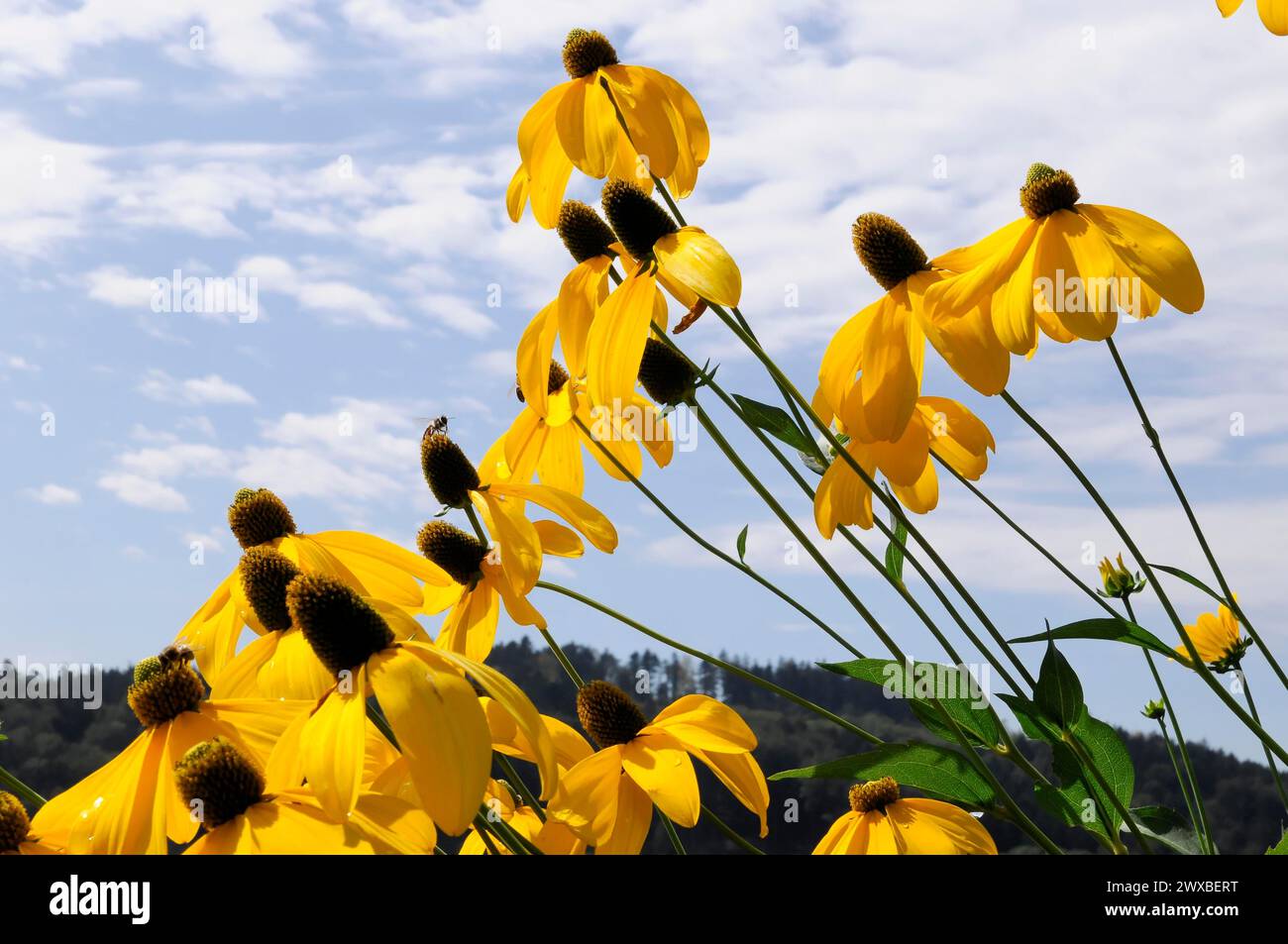 Bright yellow wildflowers in front of a clear blue sky, Lorch Monastery ...