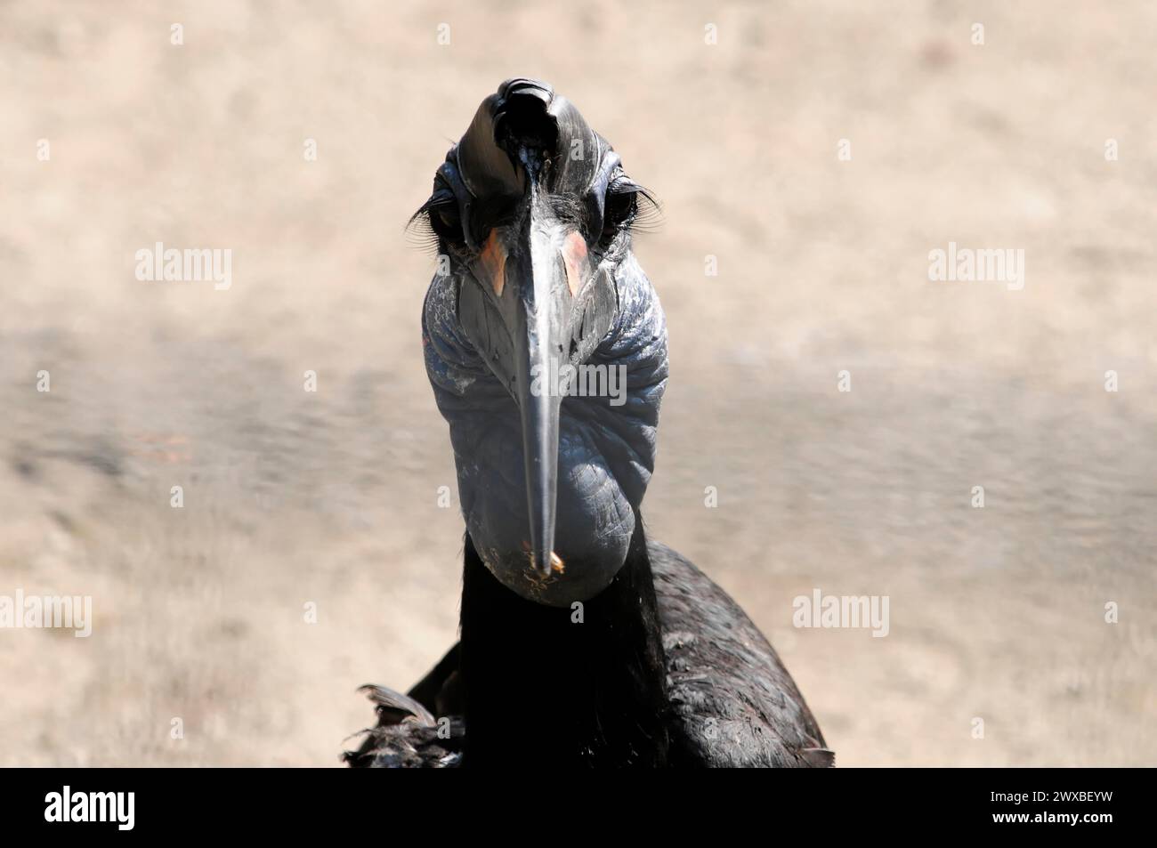 Ground Hornbill or northern ground hornbill (bucorvus abyssinicus ...