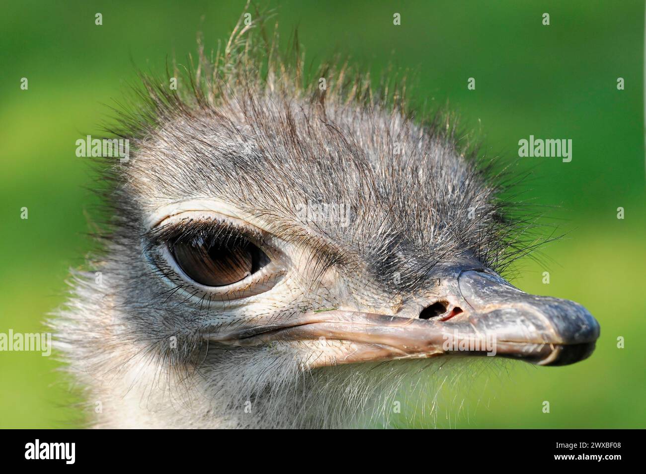 Common ostrich (Struthio camelus), animal portrait, captive, close-up ...
