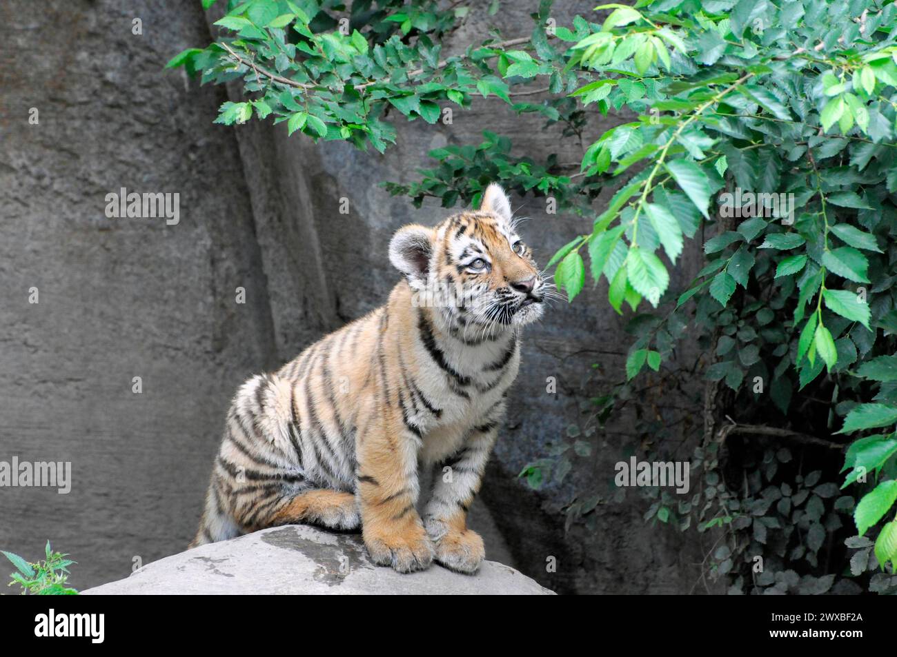 Sumatran tiger (Panthera tigris sumatrae), young, captive, A small ...