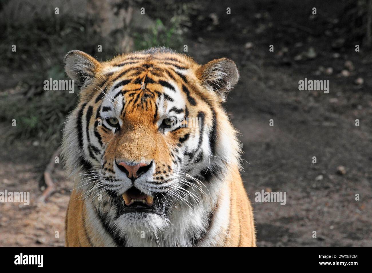Sumatran tiger (Panthera tigris sumatrae), female, captive, portrait of ...