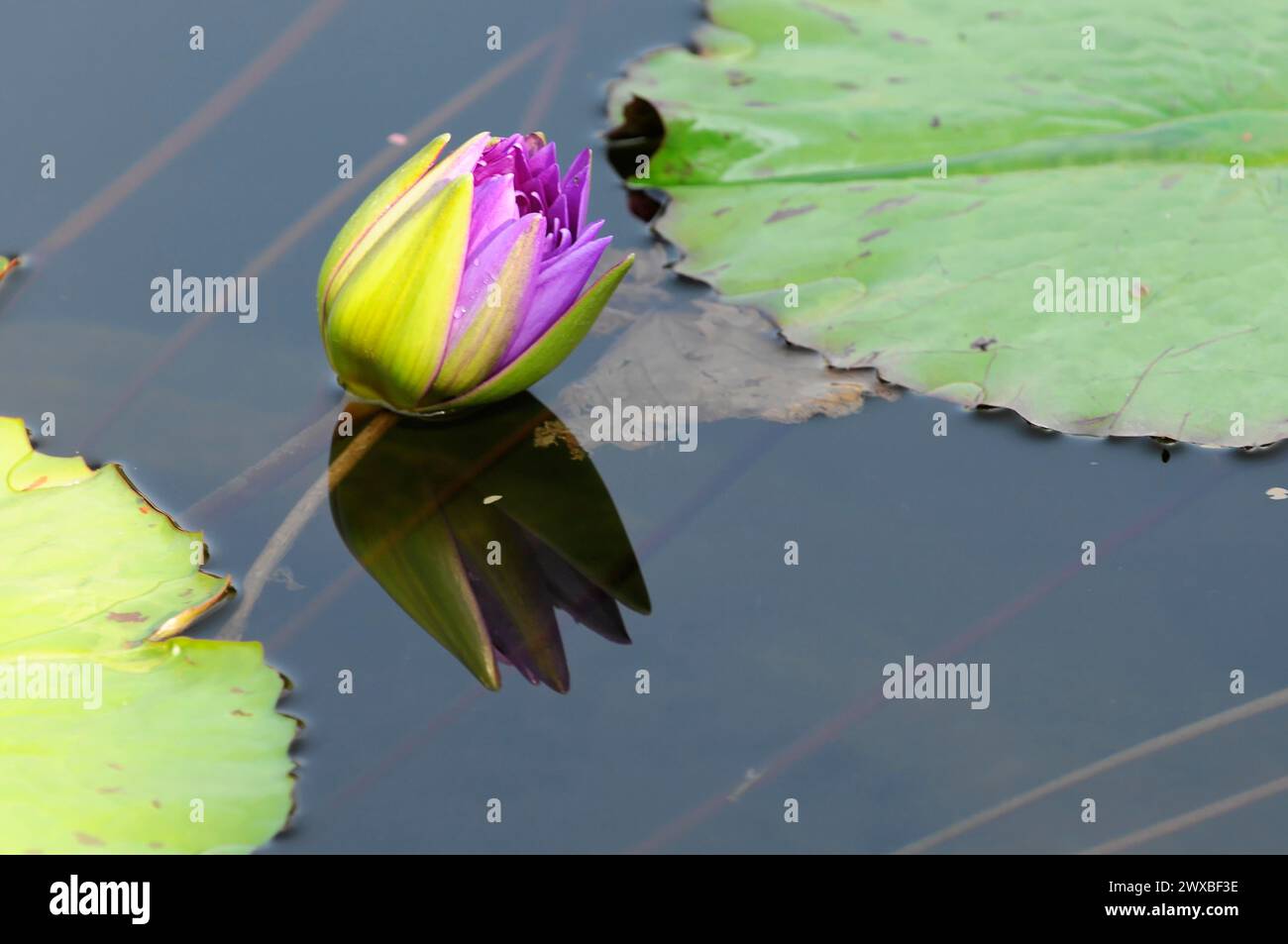 A half-open water lily (Nymphaea), captive, reflected in the water ...