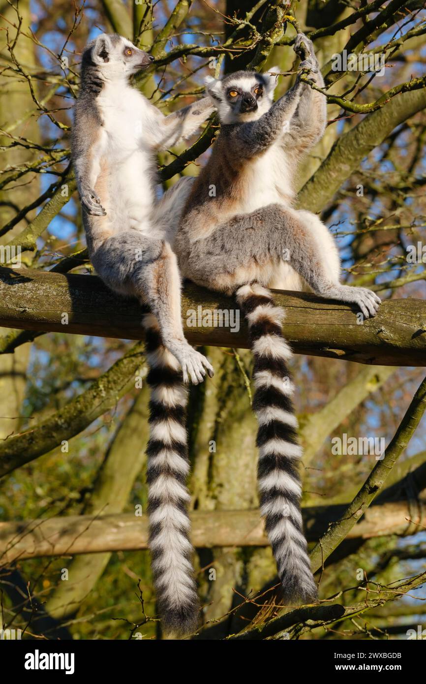 Two ring-tailed lemur (Lemur catta) sitting in a tree, occurrence Madagascar, captive, North ...