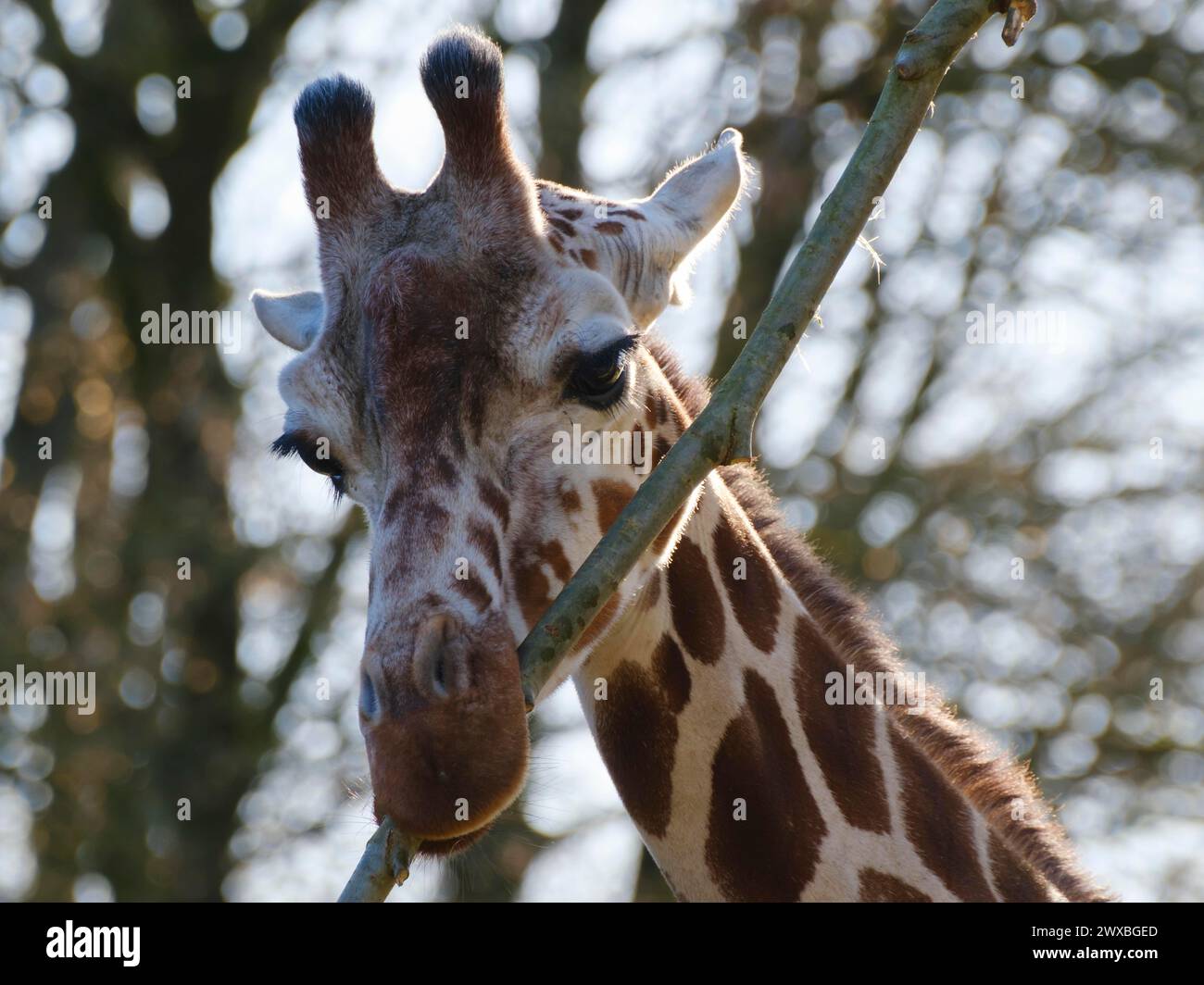Reticulated giraffe (Giraffa camelopardalis reticulata), occurrence ...