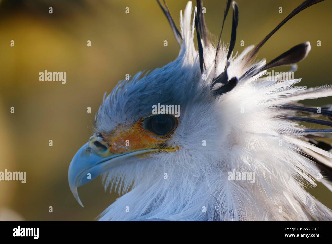 Secretary bird (Sagittarius serpentarius), bird of prey, portrait ...