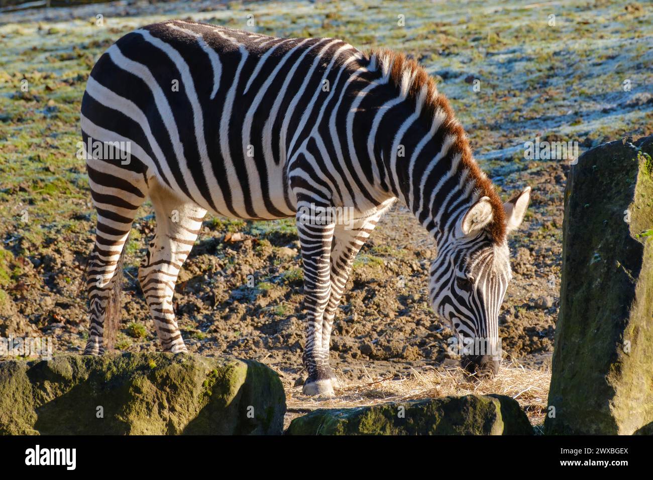Boehms zebra hi-res stock photography and images - Alamy