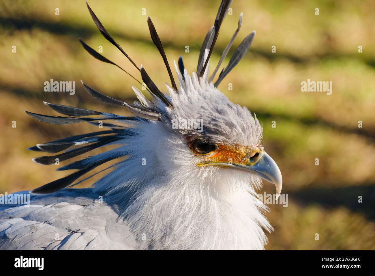 Secretary bird (Sagittarius serpentarius), bird of prey, portrait ...