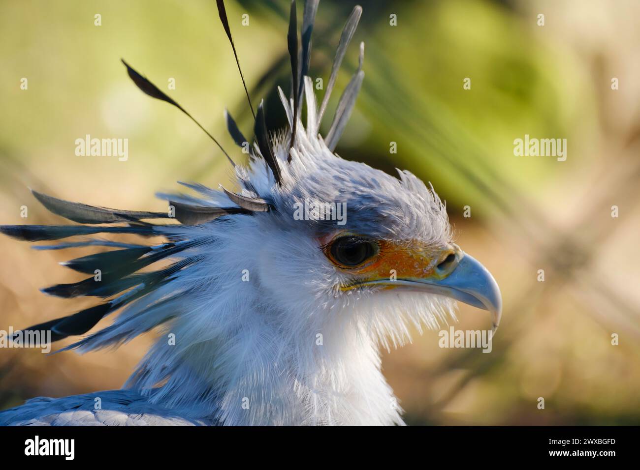 Secretary bird (Sagittarius serpentarius), bird of prey, portrait ...